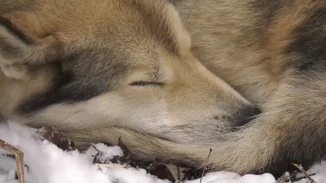 Охота в тайге Южного Урала