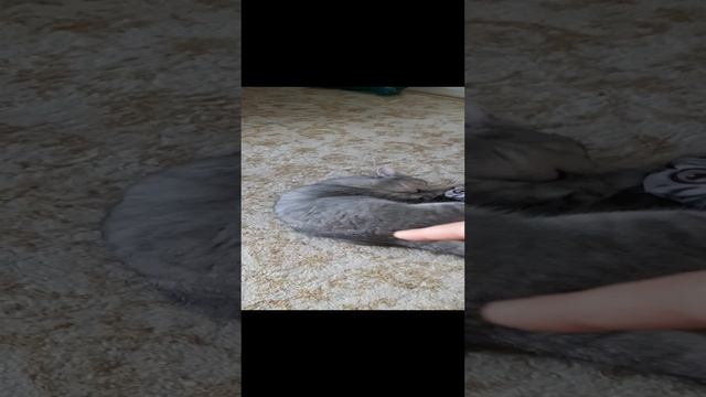 Кот играет с самим собой игрушечным