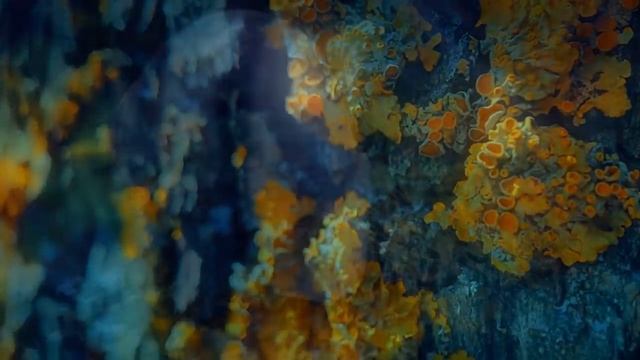 Тайные сады. Дерево чудес. Средневековое фэнтези АСМР