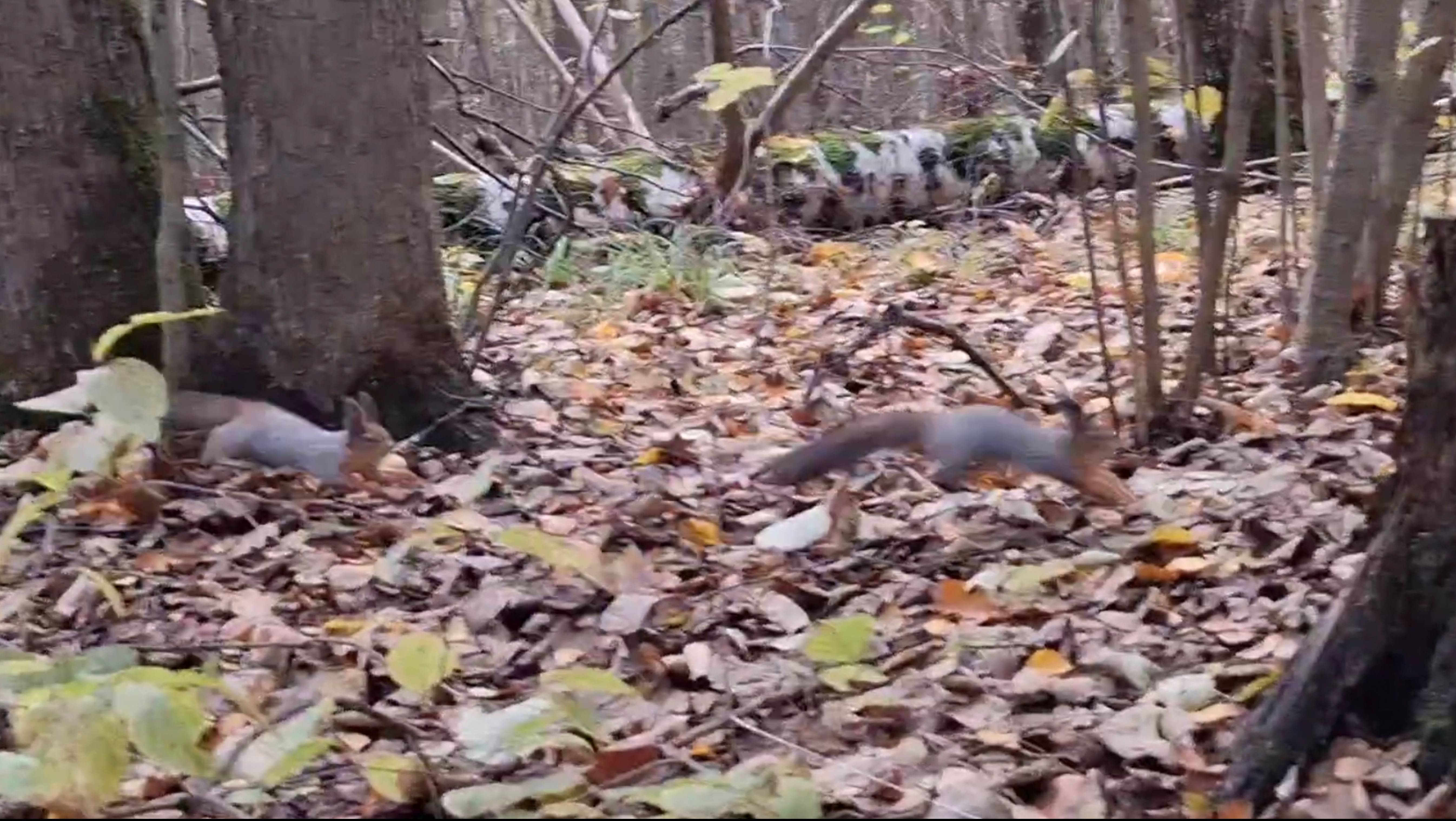 Белки - битва за грецкий_#2, Битца, 17 октября 2024