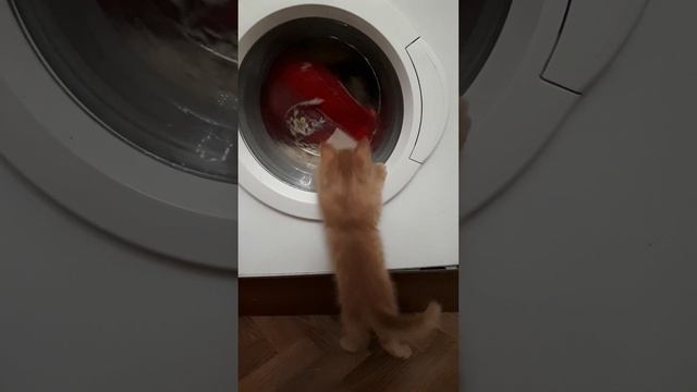 😺 Как КОТЕНОК реагирует на стирку в стиральной машинке