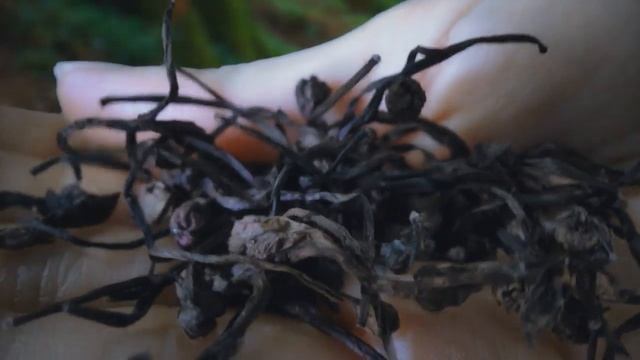 Готовим в лесу. Зелье трансформации. Фэнтези АСМР