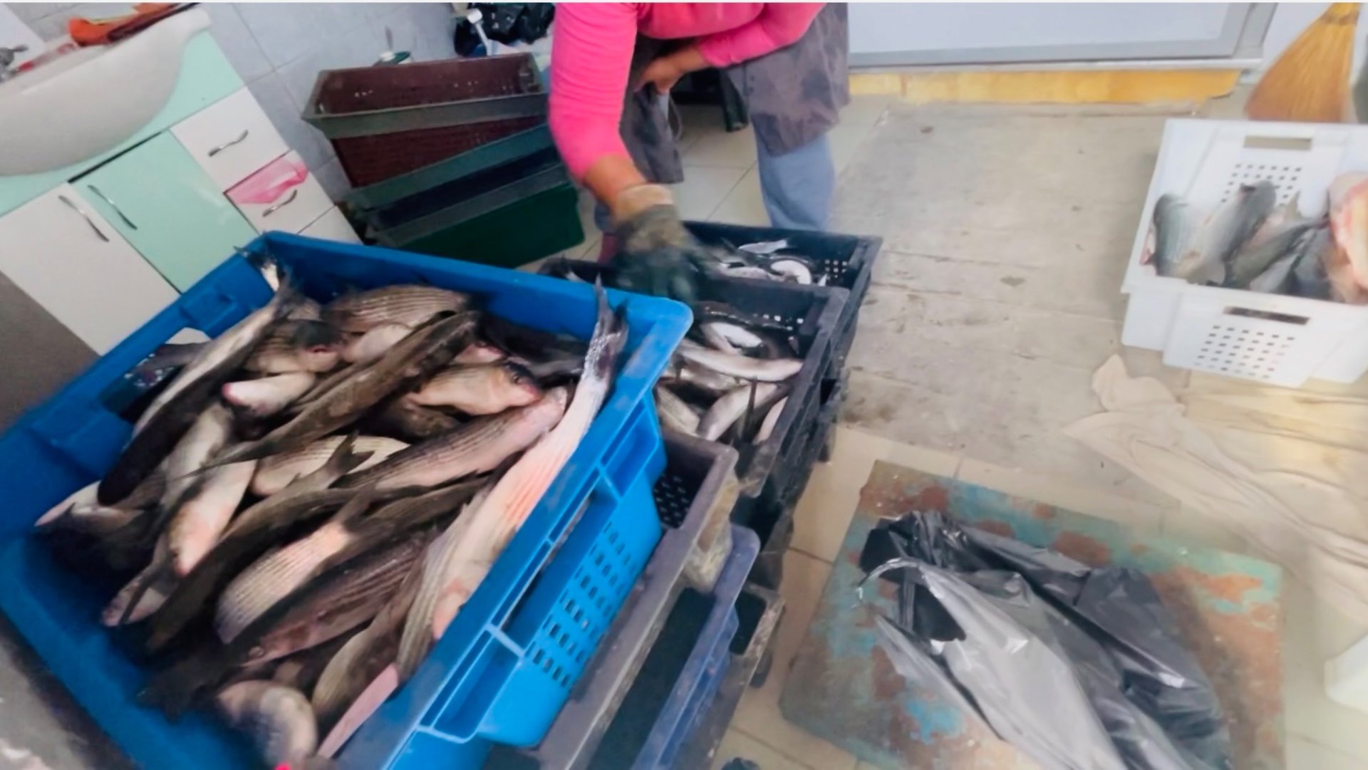 ЧЕРНОМОРСКОЕ. Где самая свежая рыба! Как отличить кефаль от ларички и лобаня