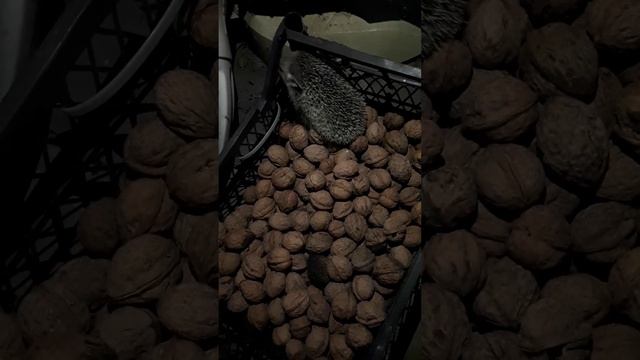 ЁЖИК грызет орехи ночью, котенок играет с ним