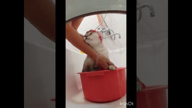 17.08.2024 В жару даже кошкам необходимо охладиться в прохладной водичке