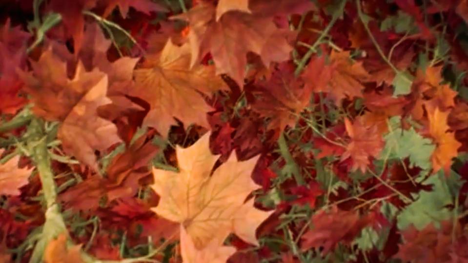 Осенние тайны