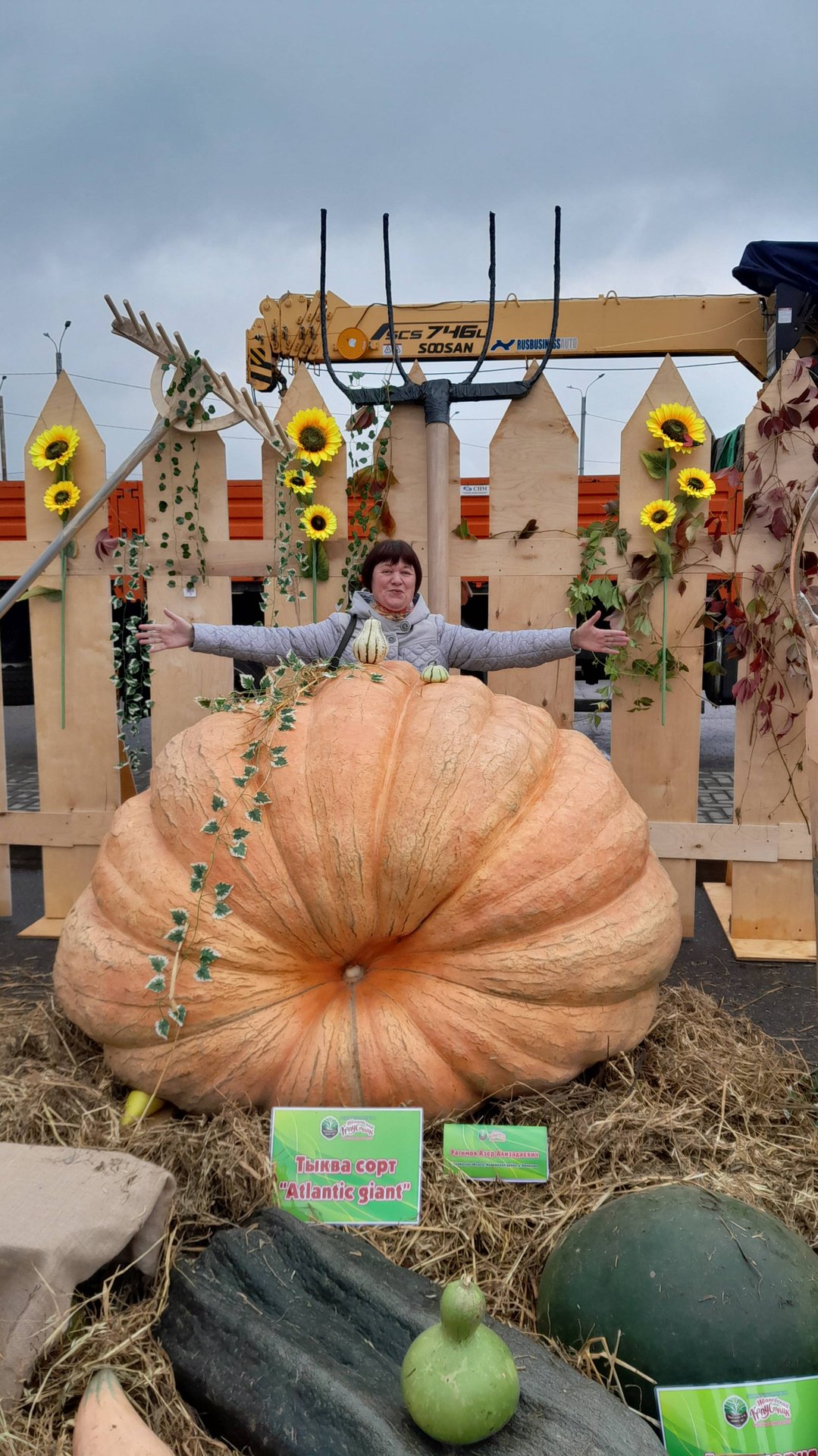 Тыква выросла весом 630 кг. Ивановский капустник 2024