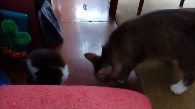 Кот Васька (сборник видео). 18.10.24г.