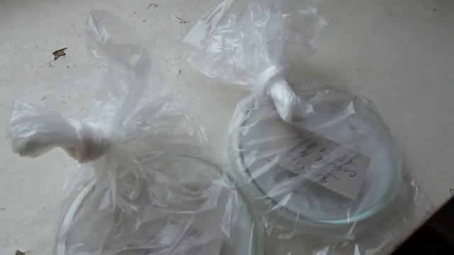 19 11 17г Проверка семян рододендронов на всхожесть