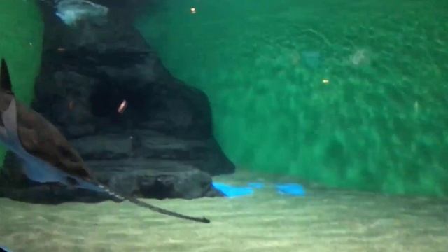 Шанхайский океанариум, Китай