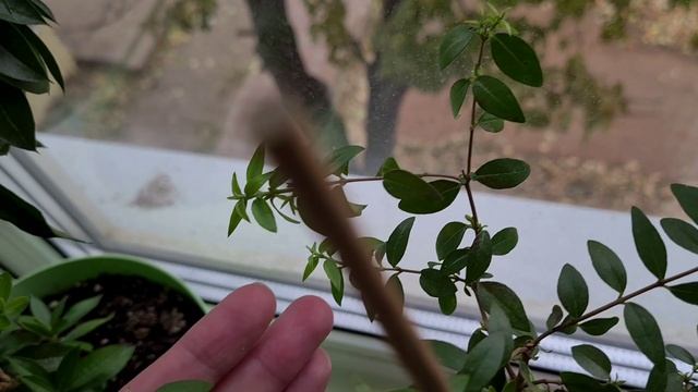 Тарентино зел. 13