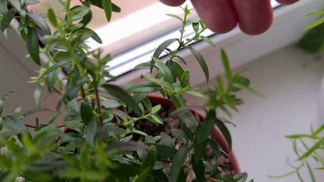 Мирт обыкновенный 4