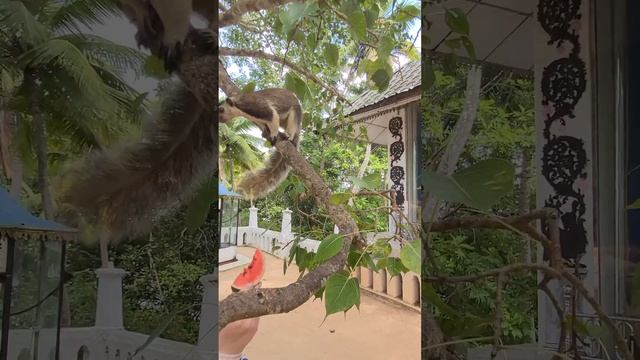 Кормим Шри-Ланкийскую белку