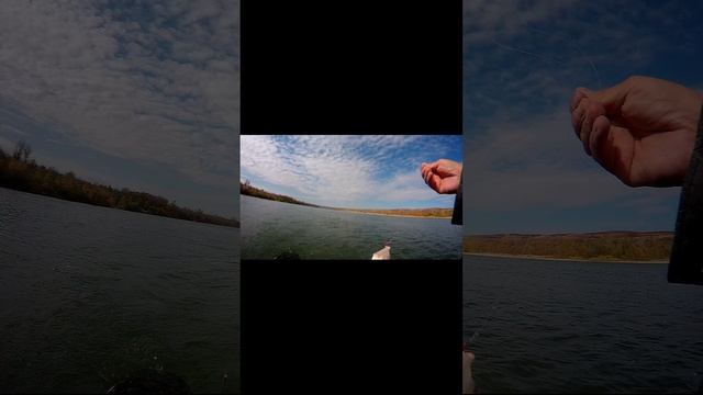 рыбец на сало