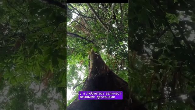 Куда поехать с Пхукета нац парк Khao Lak-Lam! #lamru #phuket #phangnga #track #jungle #natu