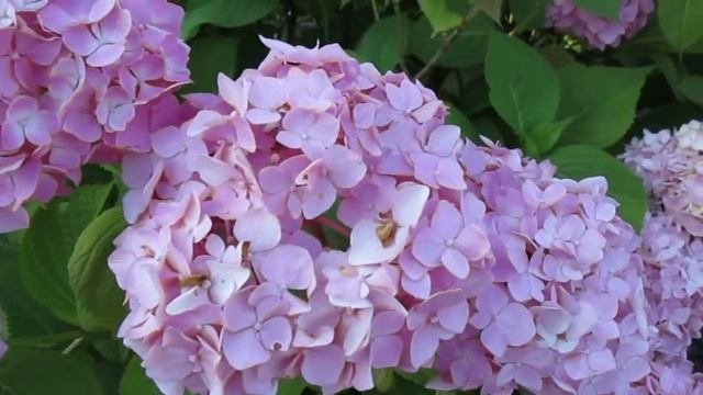 02 08 17г  Гортензия сорта «Вечное лето» в полной красе