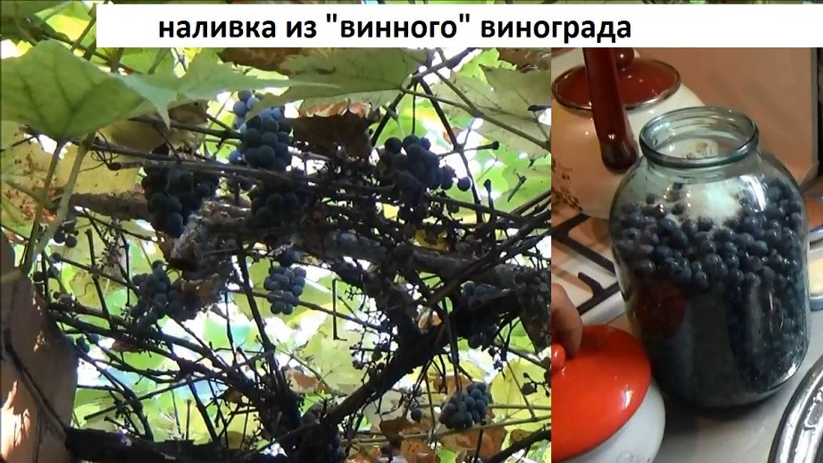 Наливка из дикого не укрывного плетущегося винограда Изабелла. Настойка из винного винограда