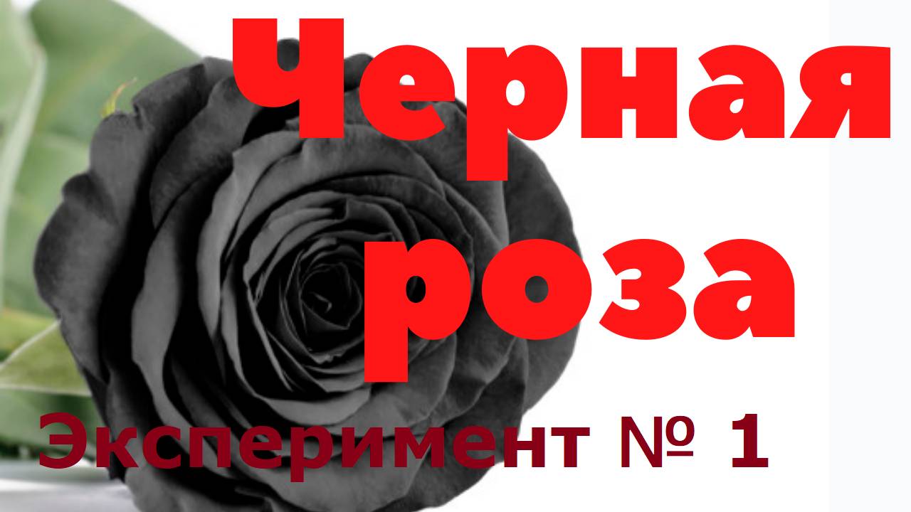 Как сделать черную розу из белой. Эксперимент № 1.