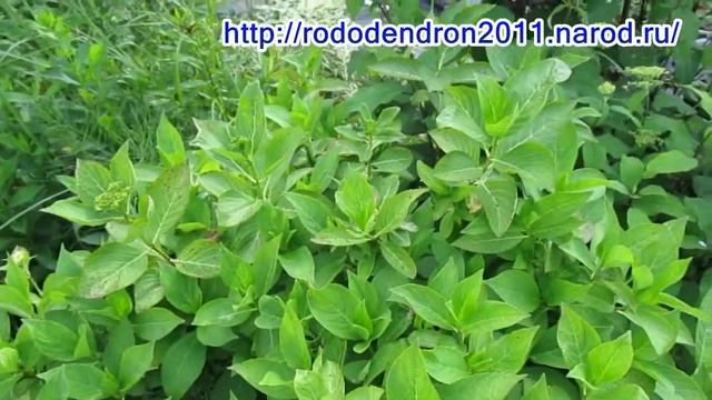 20 07 17г  Гортензии   Всё только начинается    Часть 2