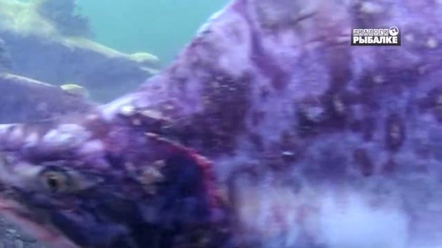 ГОРБУША. ТИХООКЕАНСКИЕ ЛОСОСИ . О чём молчат рыбы 100 Oncorhynchus gorbuscha pink salmon
