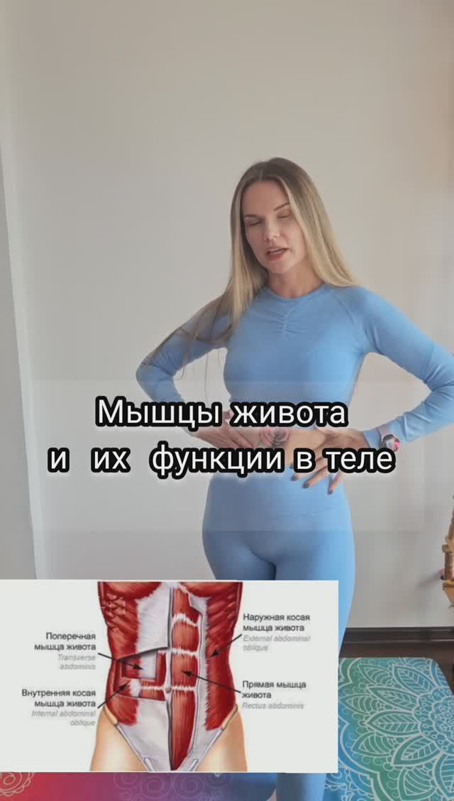 Мышцы живота, анатомия, упражнения