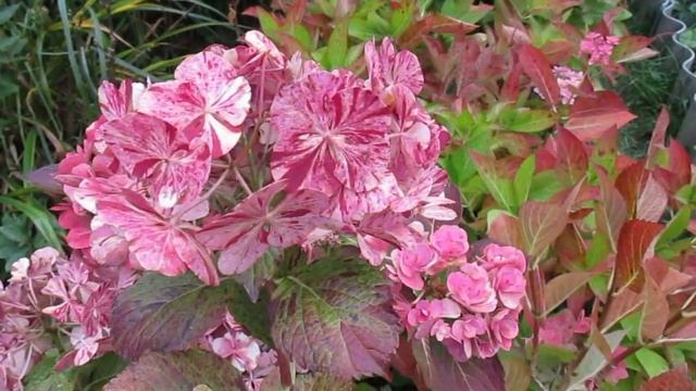 03 10 17г  Пробежка по саду  Осенние краски