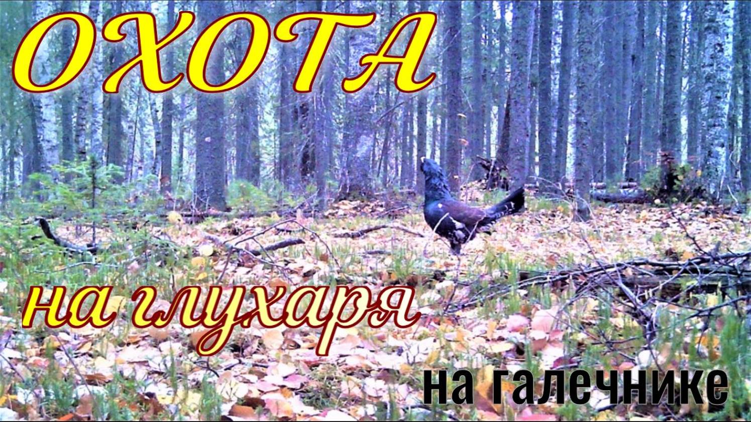 Охота на глухаря на галечник шёл в слепую уверенности что глухари ещё посещают галечник не было