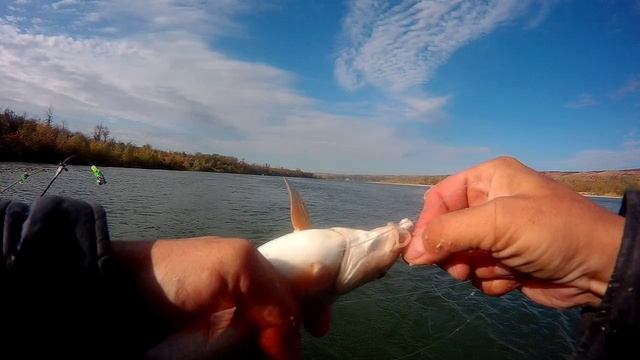 на дон за рыбцом