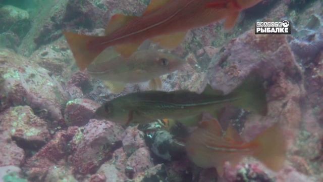 РЕЛАКС ПОД ВОДОЙ. Подводные обитатели Норвежского моря. Underwater inhabitants of the Norwegian sea.