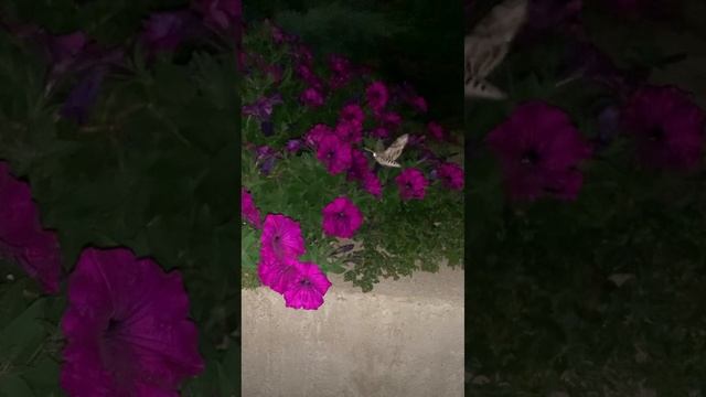 #бражник #петуния