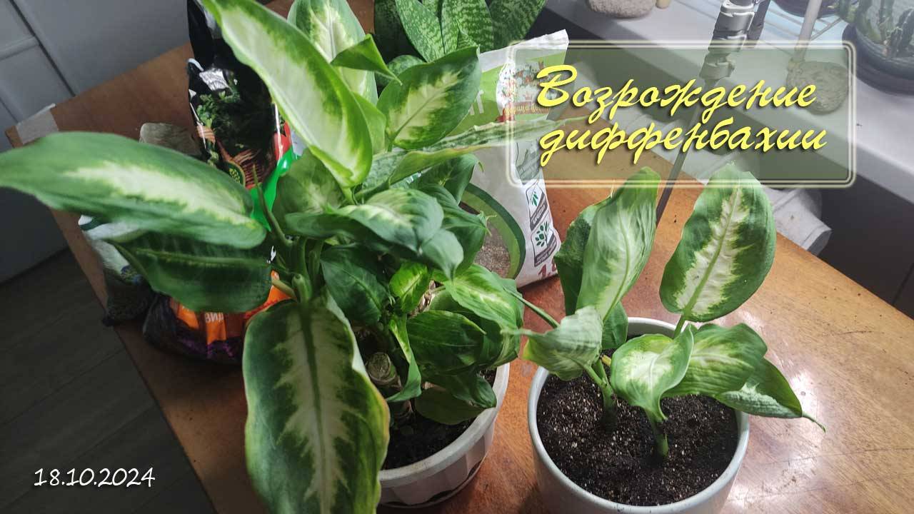 История, размножение и обновление моей диффенбахии. Цветы дома 18.10.2024