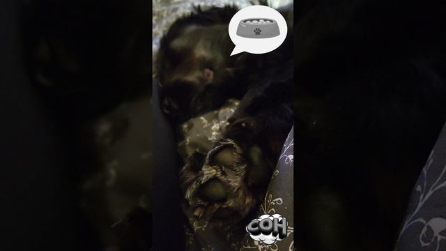 Собака заснула и дергает лапой 💤 #спаниель #собака #животные #спит #храпит #сон #дергается #spaniel