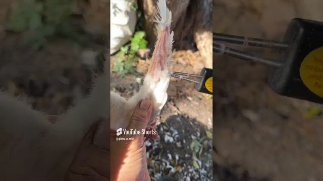 Как быстро ощипать утку #домуреки #жизньвдеревне #утки
