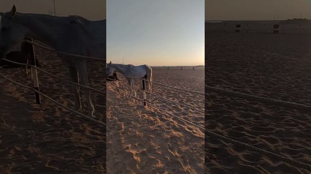 Рассвет и лошадки