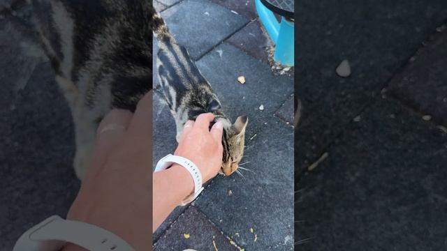 Гюмбетский котик