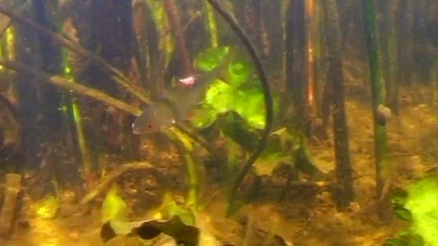 СУДАК И ЩУКА. О чём молчат рыбы 55 Sander lucioperca Esox lucius