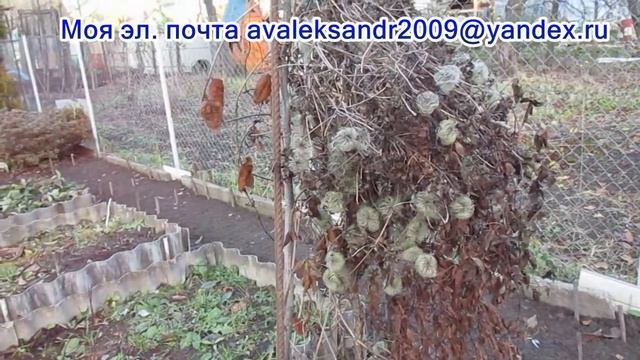 08 11 17г  Пробежка по саду  Предзимний сад