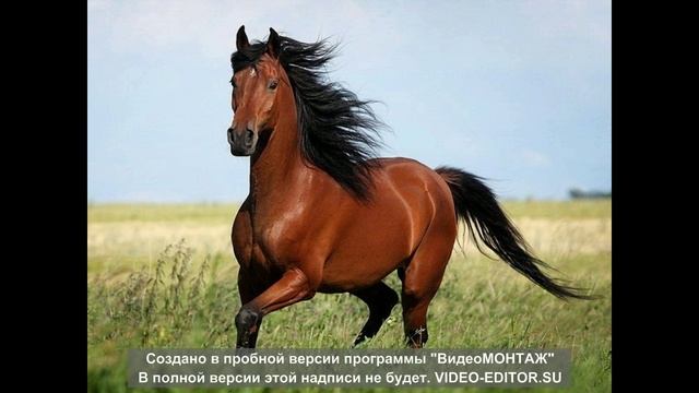 Нашид (JUNDULLA)