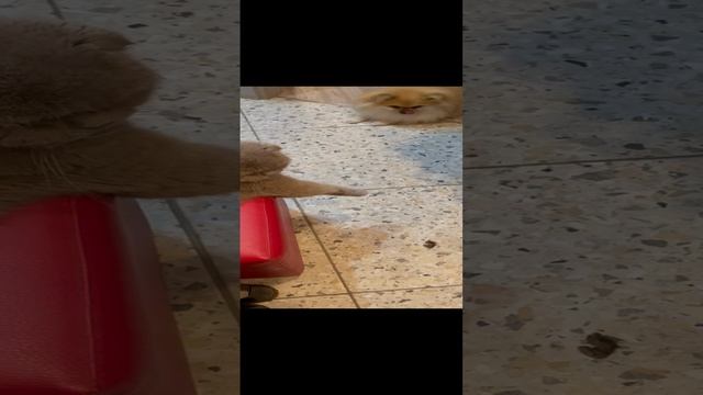 Когда очень хочется вкусняшку, но очень не хочется лапой по морде.