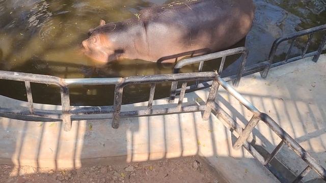 Зоопарк Коломбо