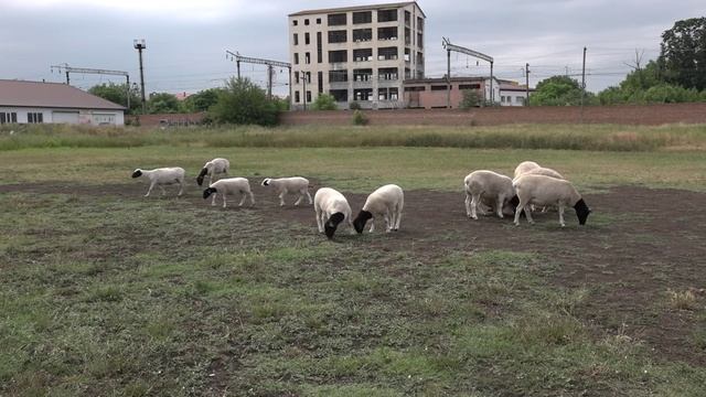 Вай боахам 181024 Холохоева Пятимат
