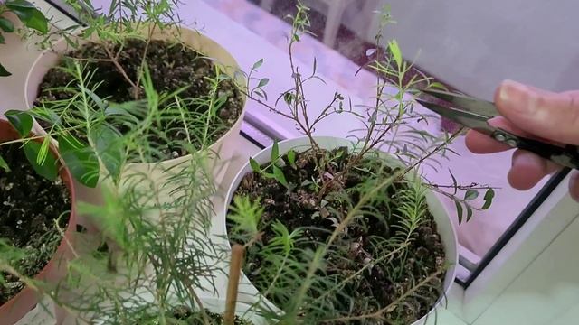 Альтернифолия новый 3