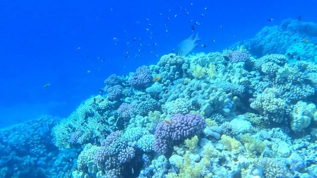 Снорклинг на рифе у пляжа Baron Palms октябрь 2022