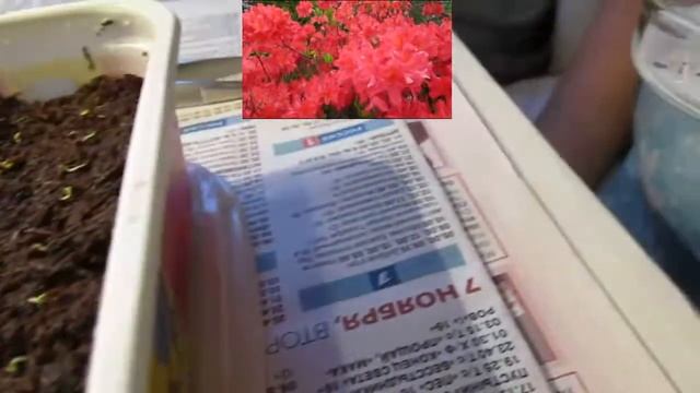 26 11 17г  Рододендрон японский  проверка на всходесть
