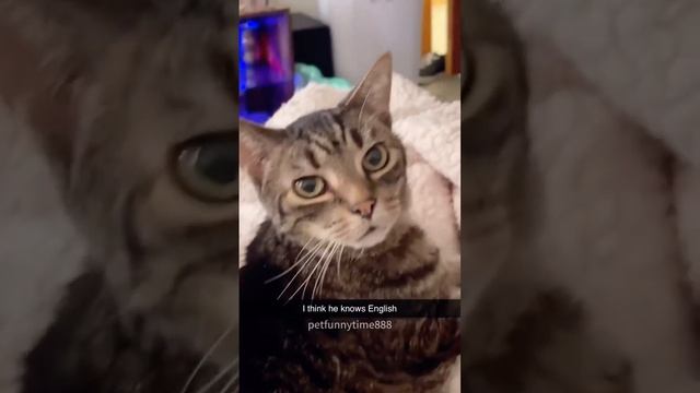 Коты не так глупы! Будь осторожен! Новое Октябрь 2024