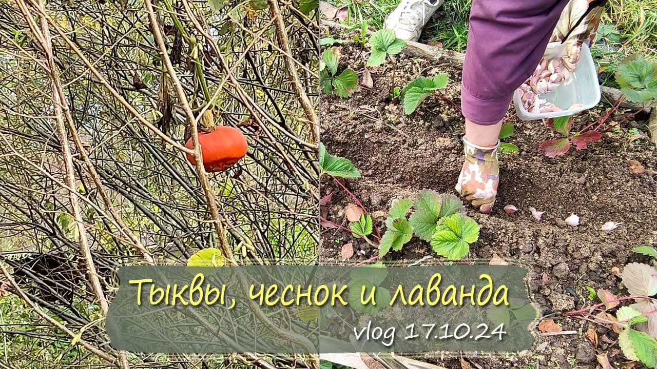 Тыквы на дереве. Сажаю чеснок, убираюсь и готовлю  лаванду к зимовке | Vlog  Дача как есть 17.10.20