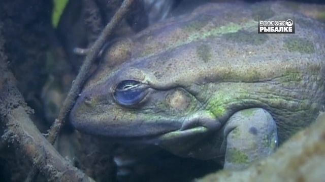 ВЫ ЭТОГО НЕ ВИДЕЛИ! КАК ЗИМУЮТ ЛЯГУШКИ.О чём молчат рыбы 75