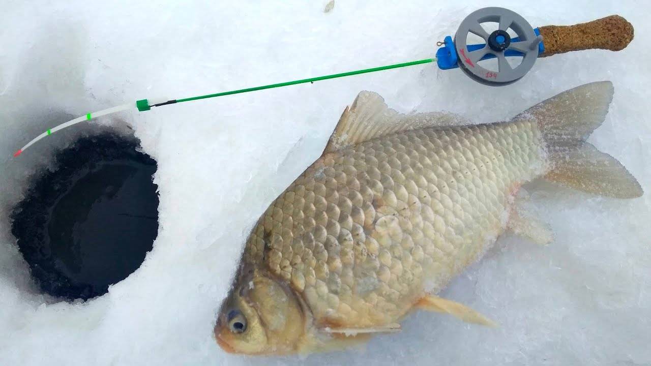 ТАКИХ КАРАСИЩ я ещё не ловил !!!!