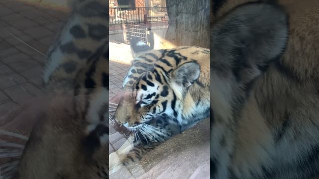 #тигр и #тигренок #биосфера #tiger #tigercub