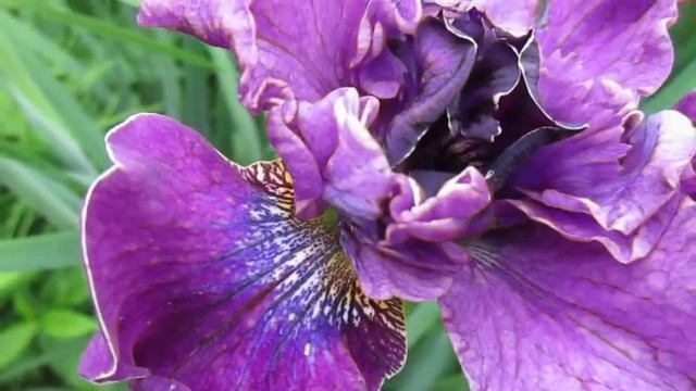 28 06 17г  Цветение сибирских ирисов в Подмосковье